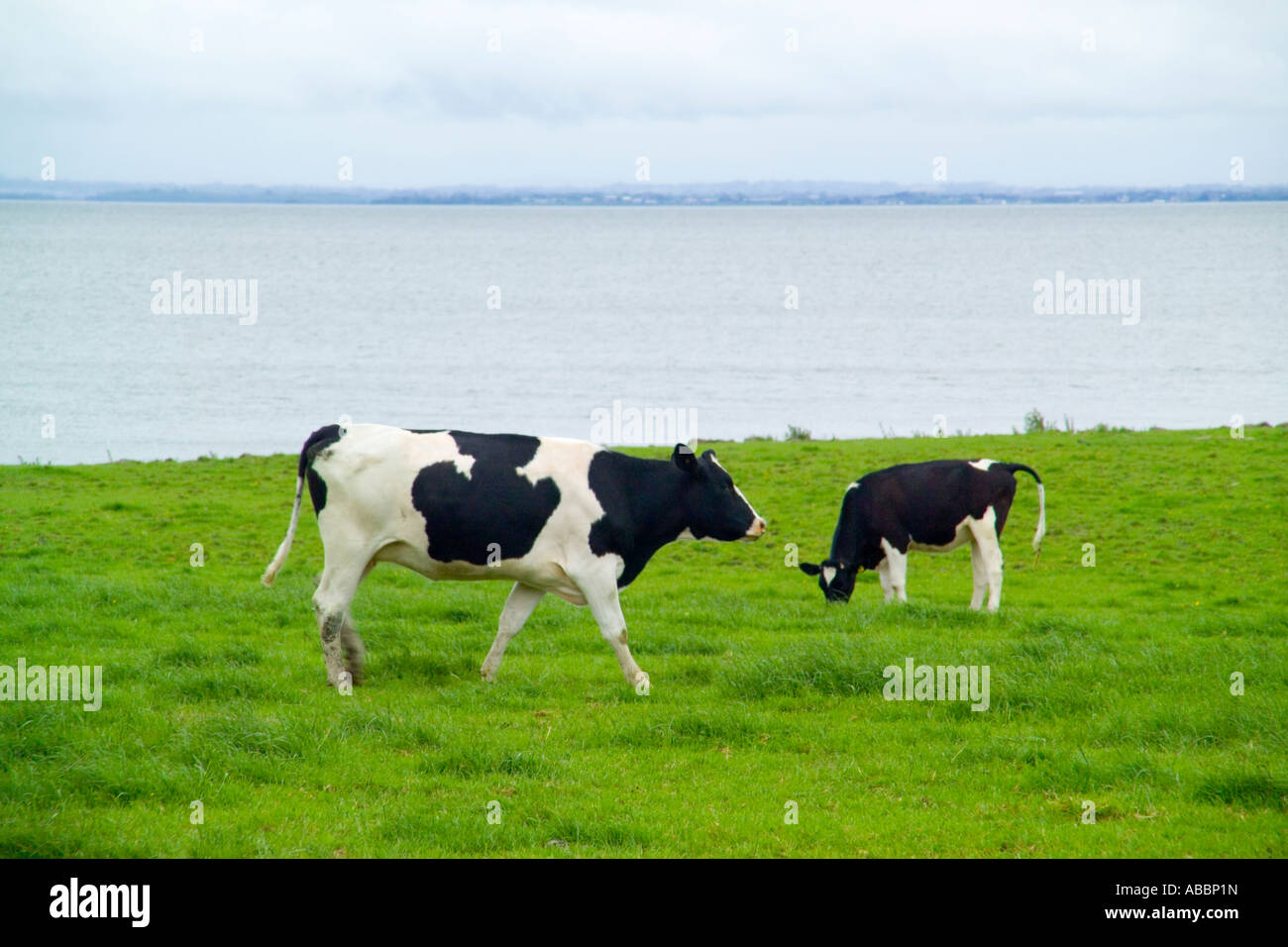 Meat cows hi-res stock photography and images - Alamy