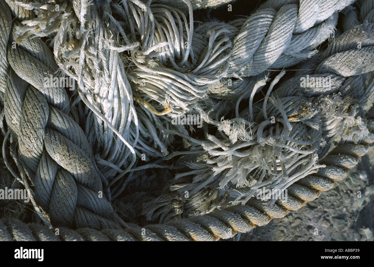 Broken manila rope strands Stock Photo - Alamy