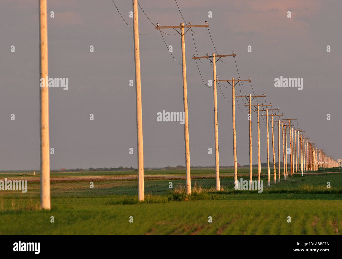 Line of power poles at sunset in scenic Saskatchewan Stock Photo - Alamy