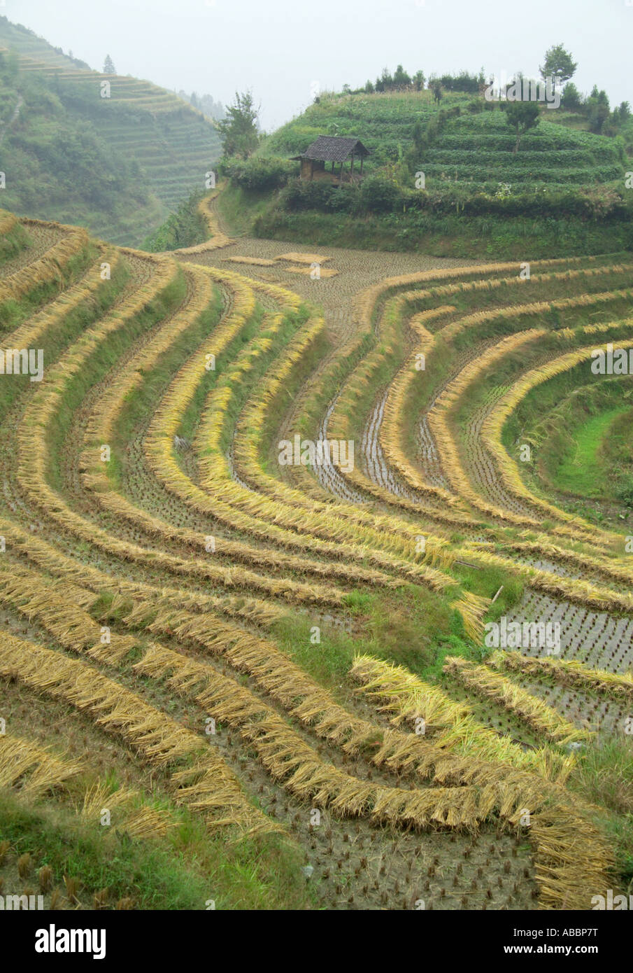 Chinese rice terraces hi-res stock photography and images - Alamy
