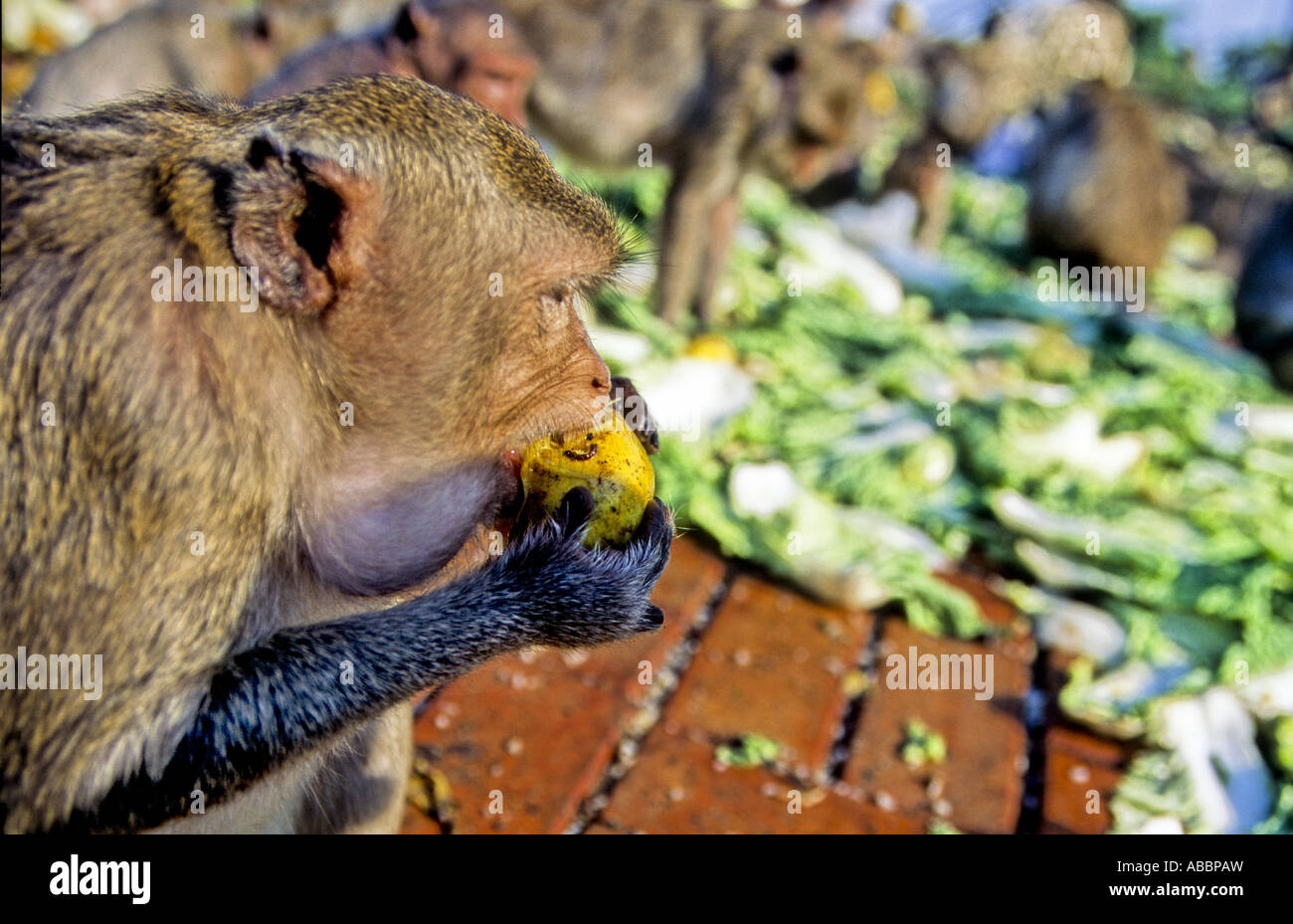 Monkey with fruit hi-res stock photography and images - Alamy