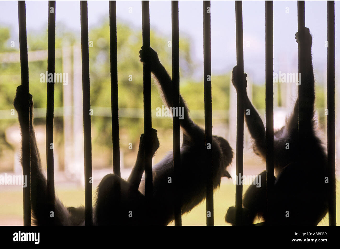 Monkeys swinging from bars at a temple in Lop Buri Thailand Stock Photo ...