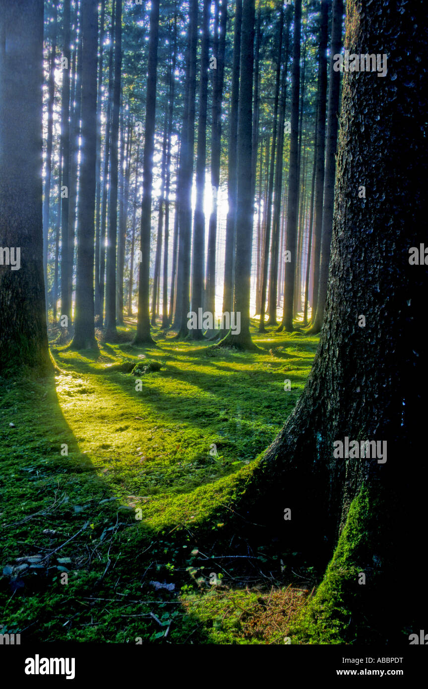 Bavarian forest wood hi-res stock photography and images - Alamy
