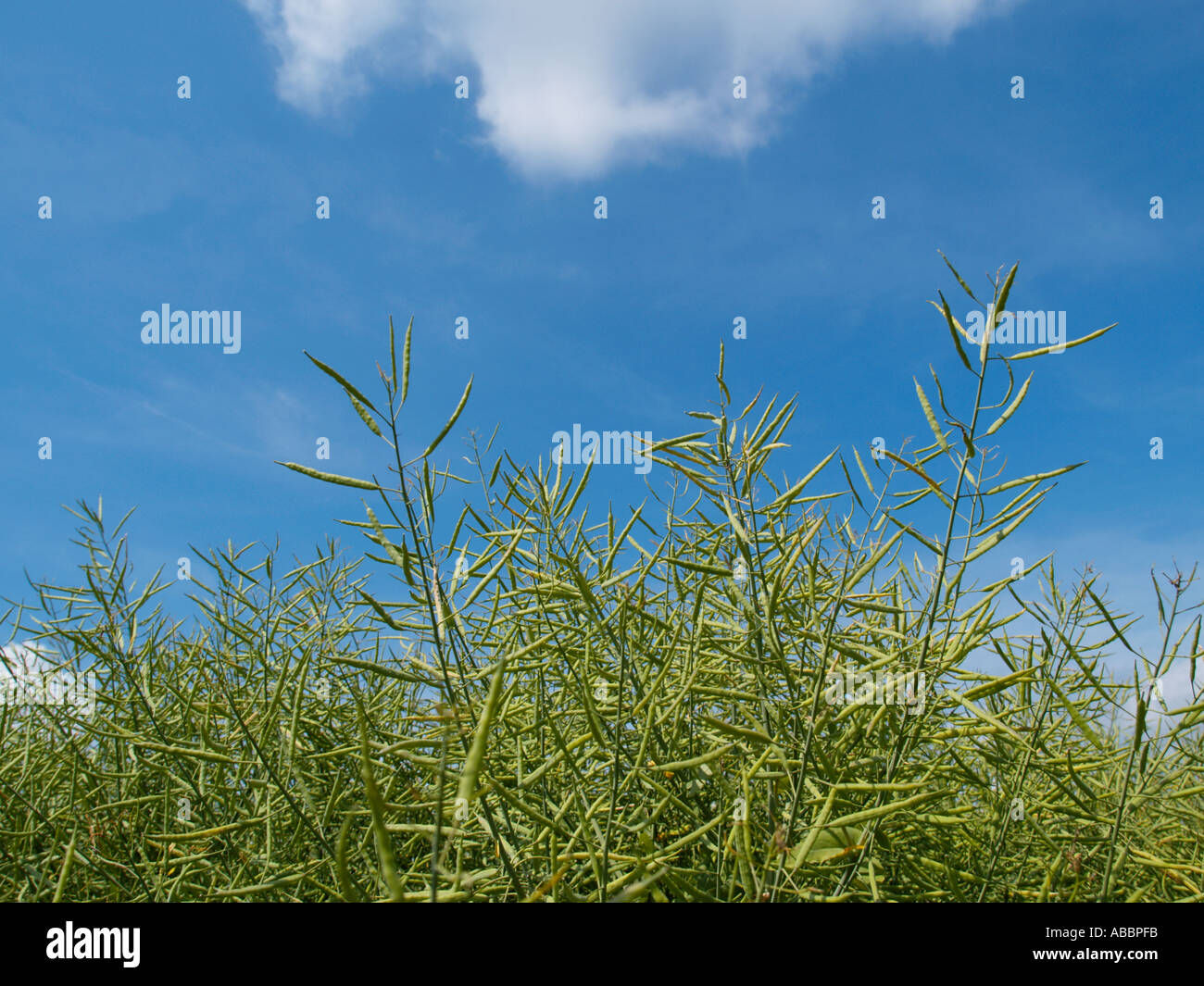Waxpods hi-res stock photography and images - Alamy