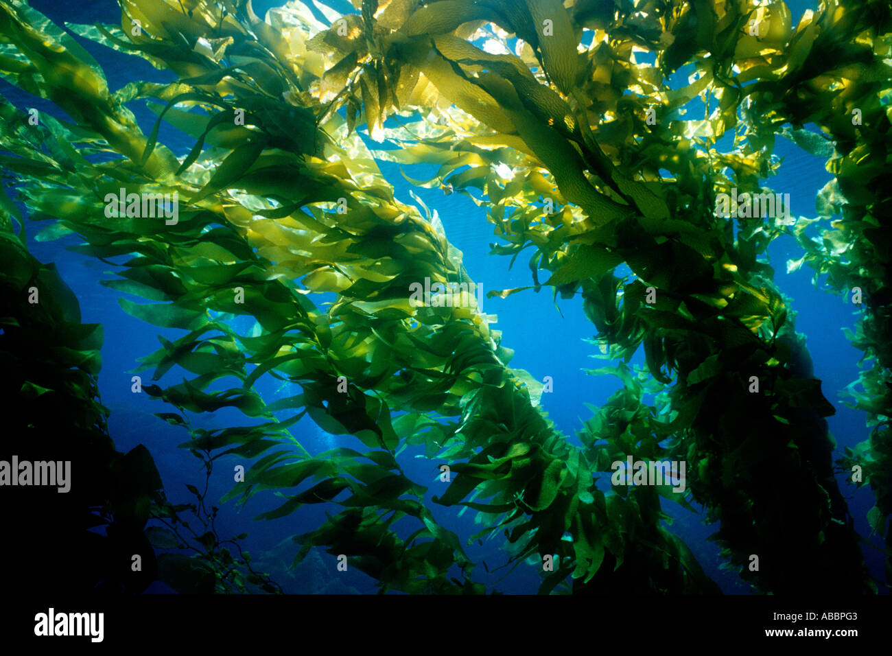 Giant kelp Macrocystis pyrifera canopy California Pacific Ocean Stock ...