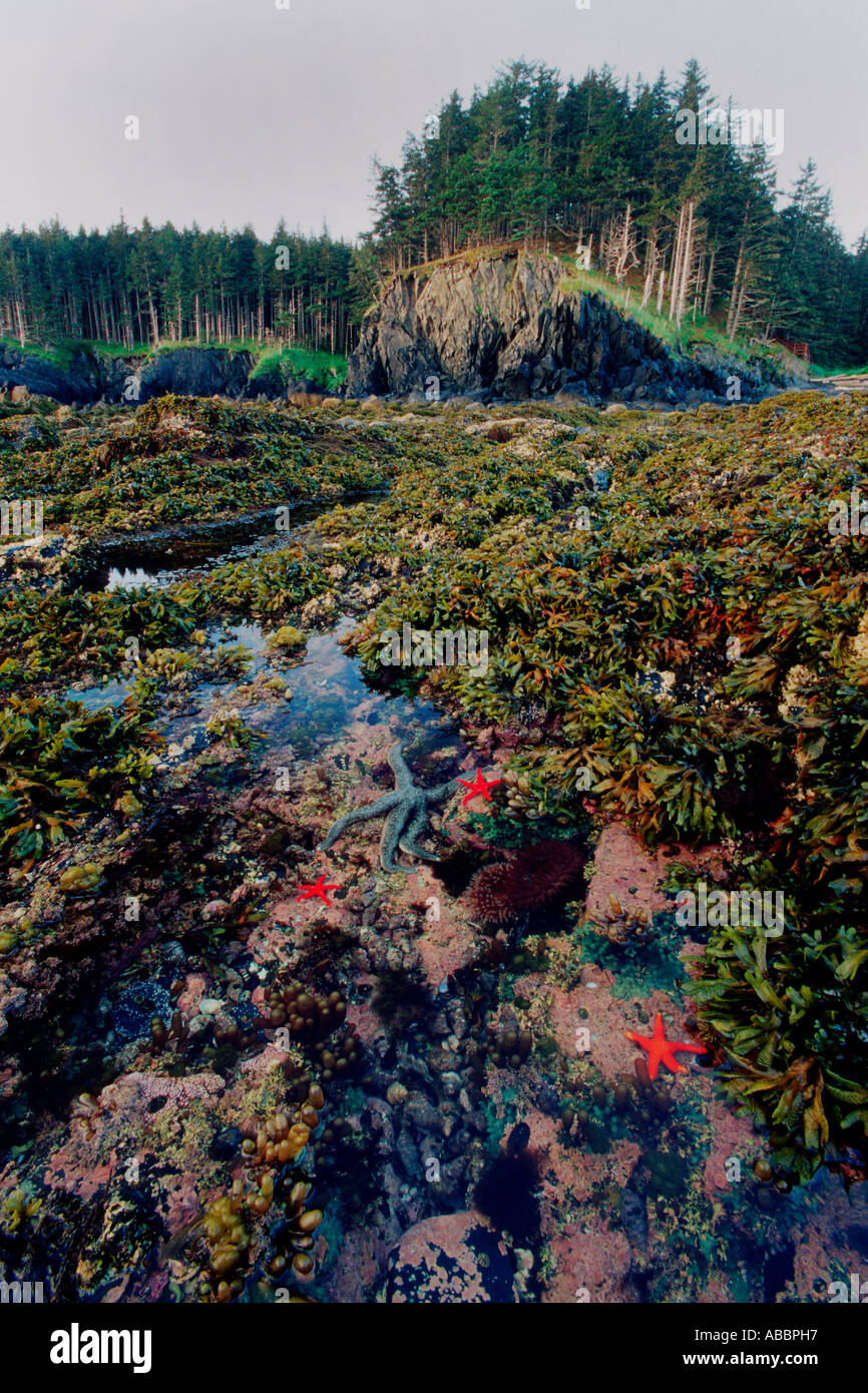 Rocky coast tidepool with sea stars Alaska Pacific Ocean Stock Photo ...