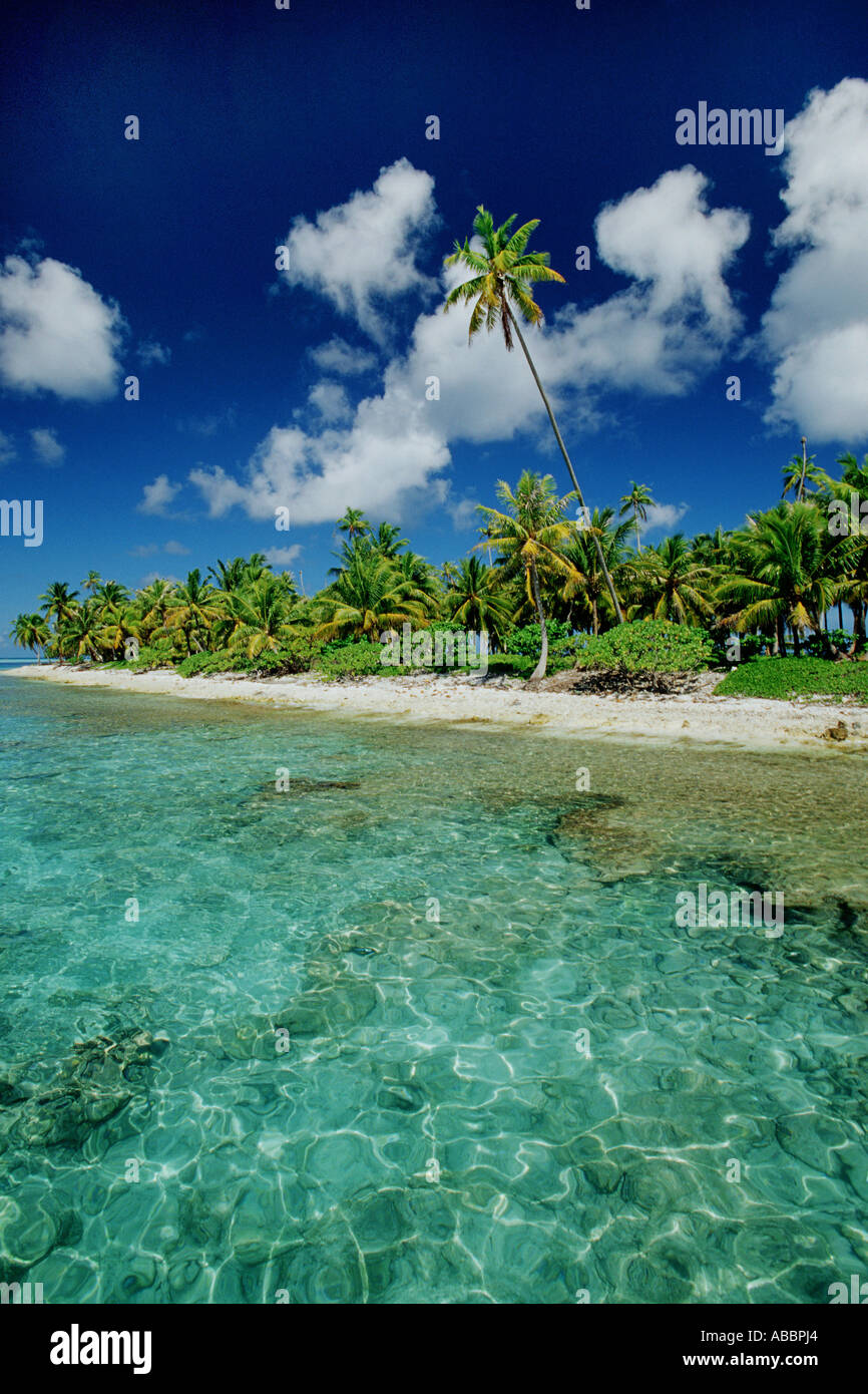 The tropical Pacific is known for its scenic landscapes of palm trees ...