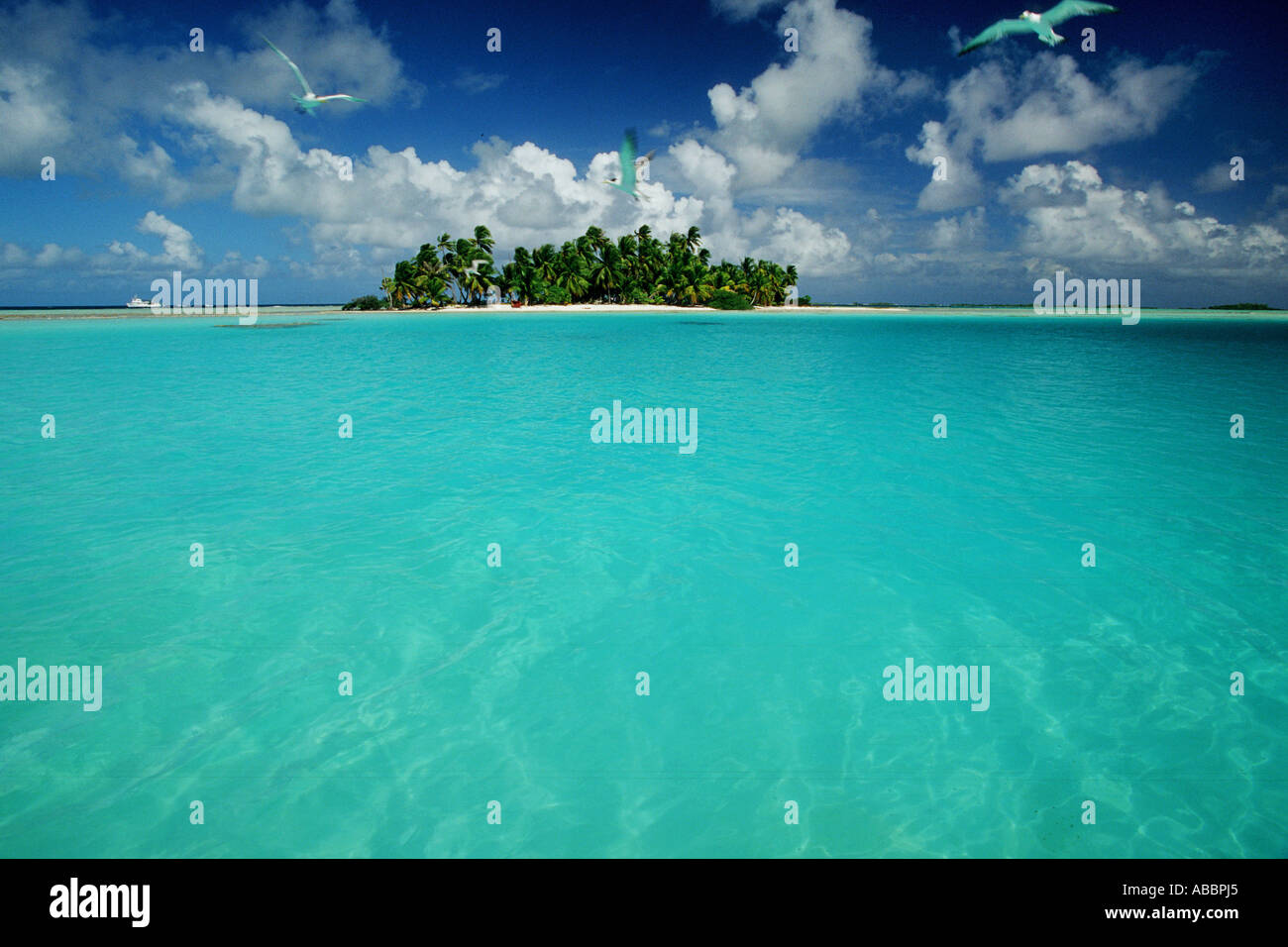 The tropical Pacific is known for its scenic landscapes of palm trees ...