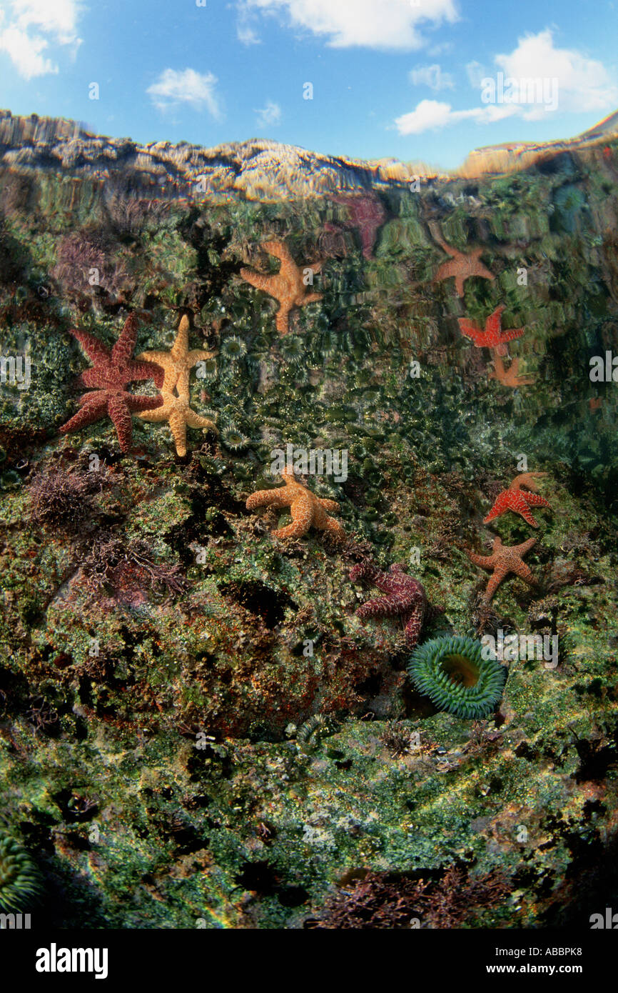 The area between low tide and high tide is the intertidal zone ...