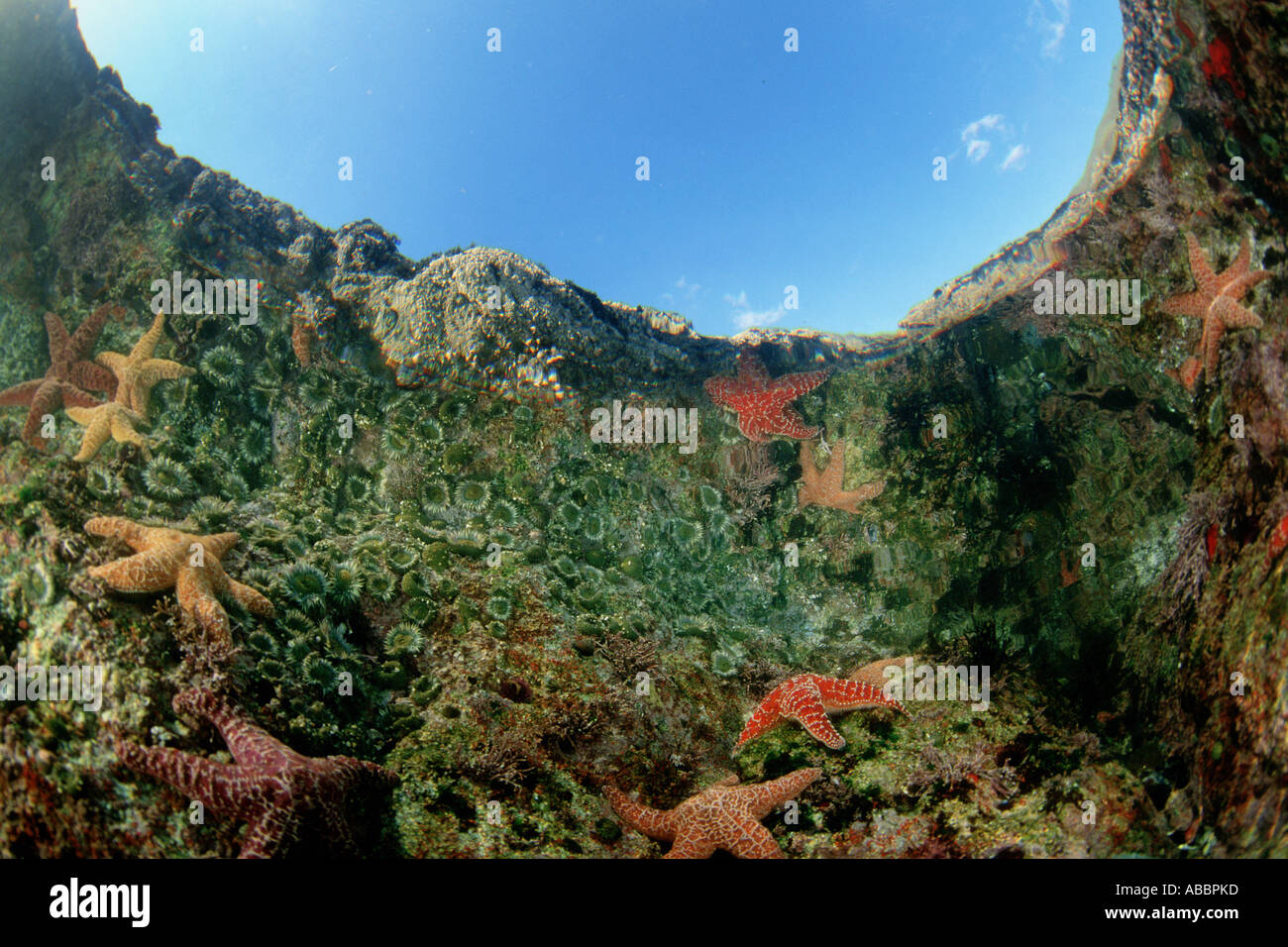 The area between low tide and high tide is the intertidal zone ...