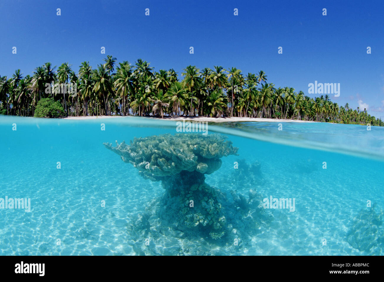 The tropical Pacific is known for its scenic landscapes of palm trees ...