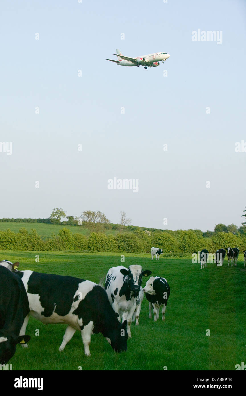 a plane flying over a field of young cows in a field in leicestershire ...