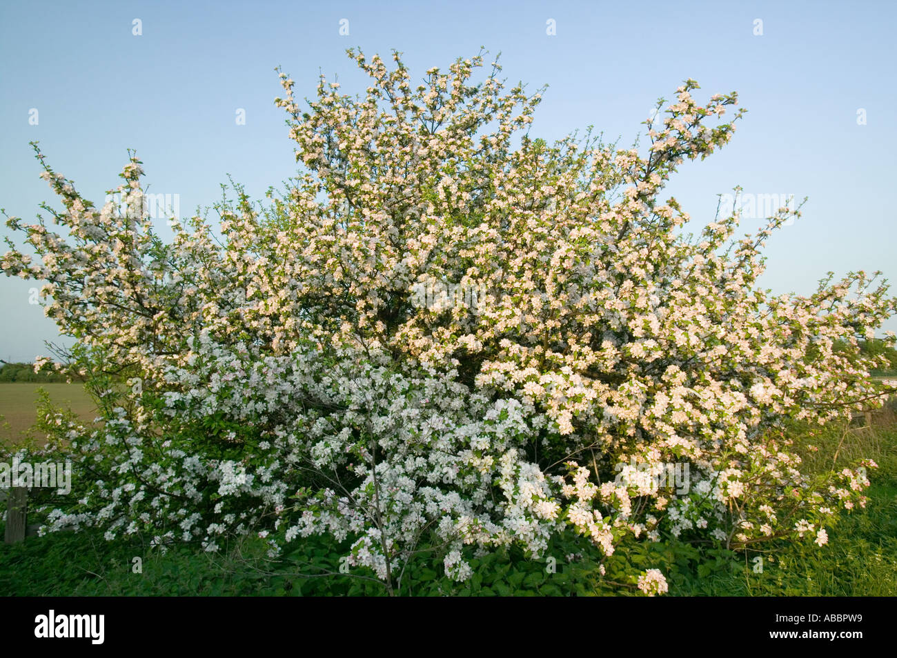 Crab Apple Hedge Stock Photos & Crab Apple Hedge Stock Images - Alamy