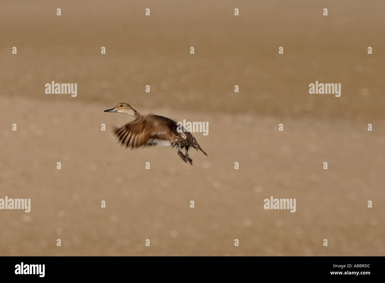 Northern Pintail Duck in flight in scenic Saskatchewan in Western ...