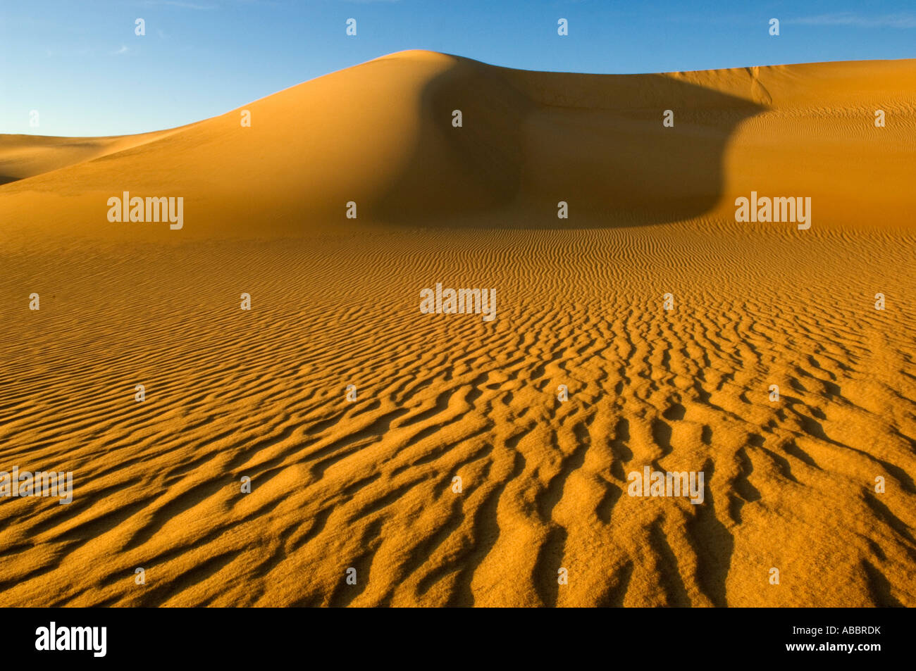 dune, the Great Sand Sea, Western desert near Siwa oasis, Egypt Stock ...
