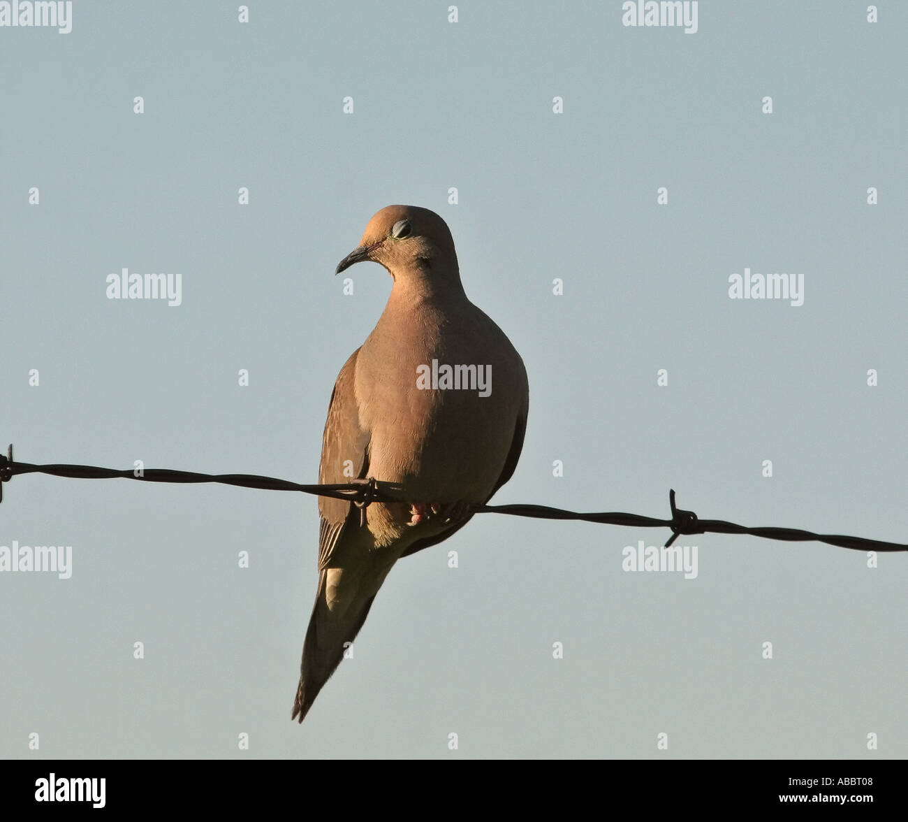 Mourning Dove on wire strand in scenic Saskatchewan in Western Canada ...