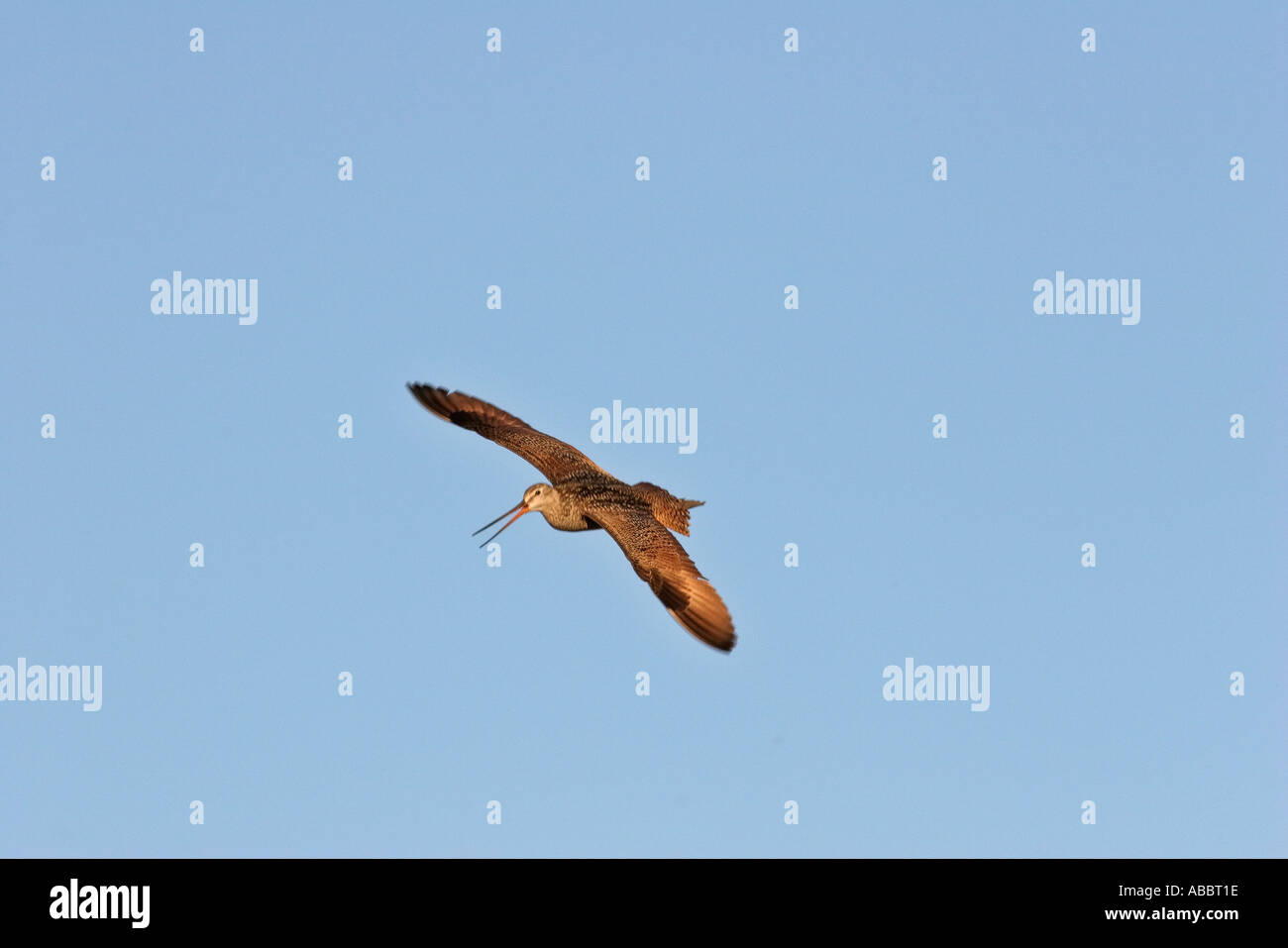 Marbled godwit in flight hi-res stock photography and images - Alamy