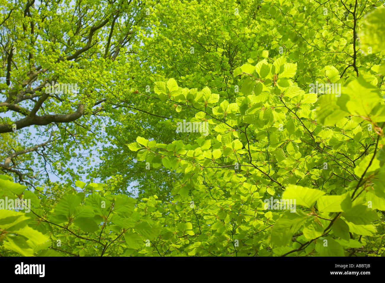 new foliage on a Beech Tree emerging in spring time, Ambleside, Cumbria ...
