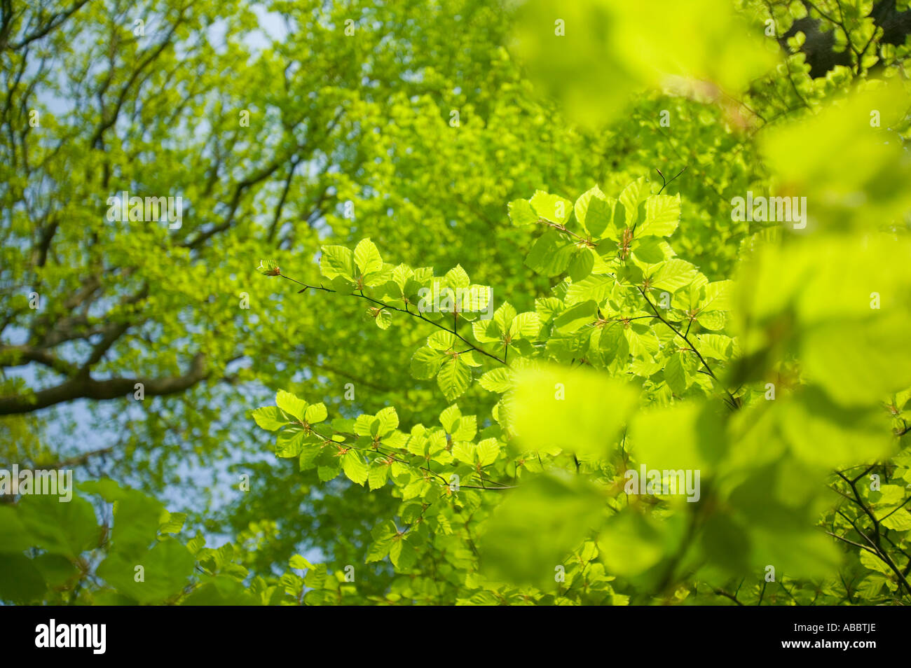 Emerging canopy hi-res stock photography and images - Alamy