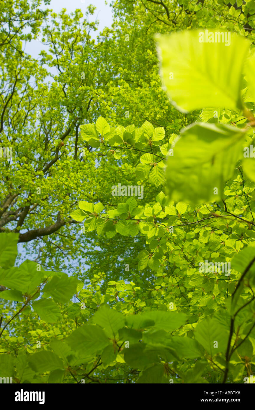 new foliage on a Beech Tree emerging in spring time, Ambleside, Cumbria ...