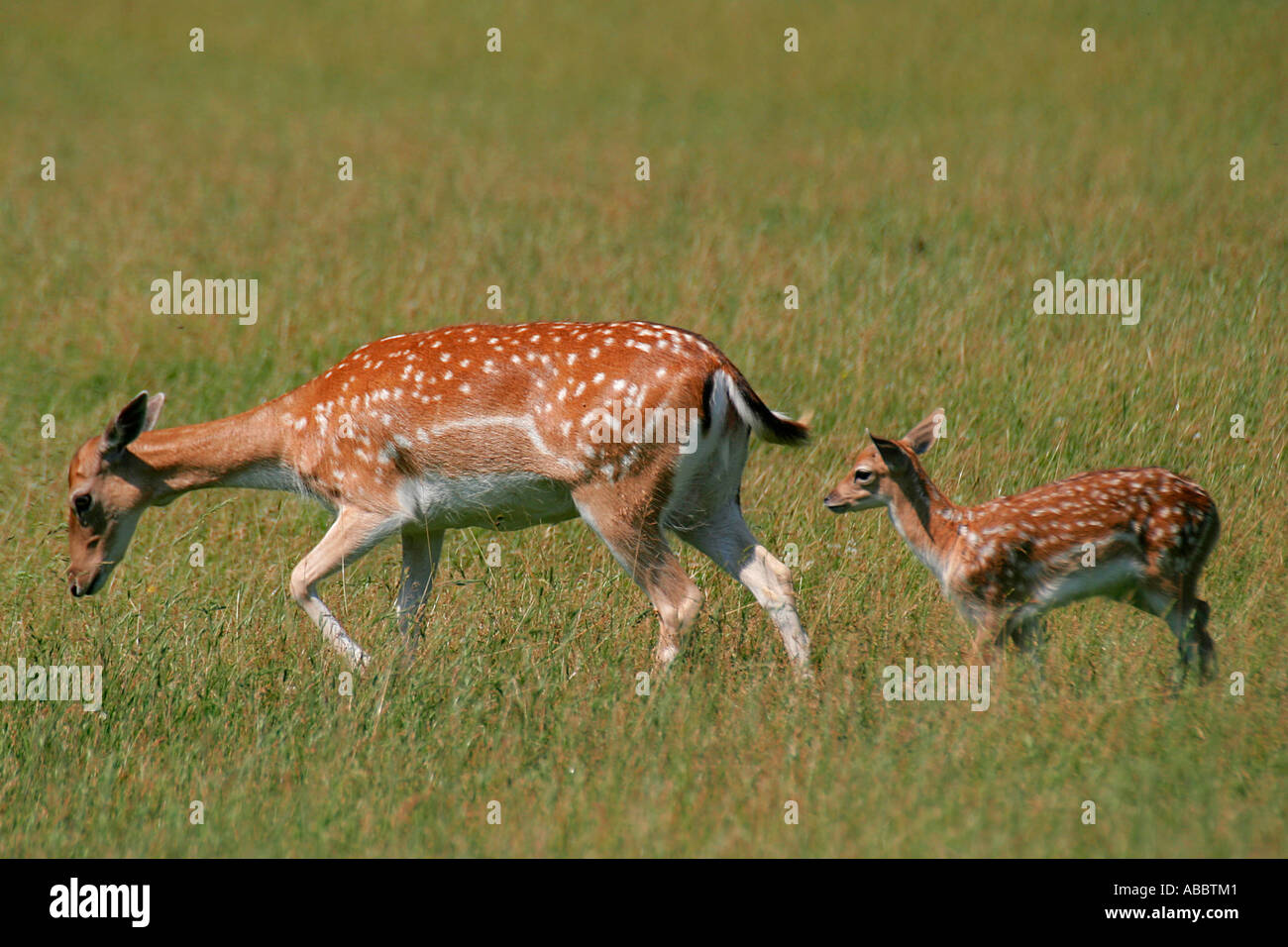 Dotted deer hi-res stock photography and images - Alamy
