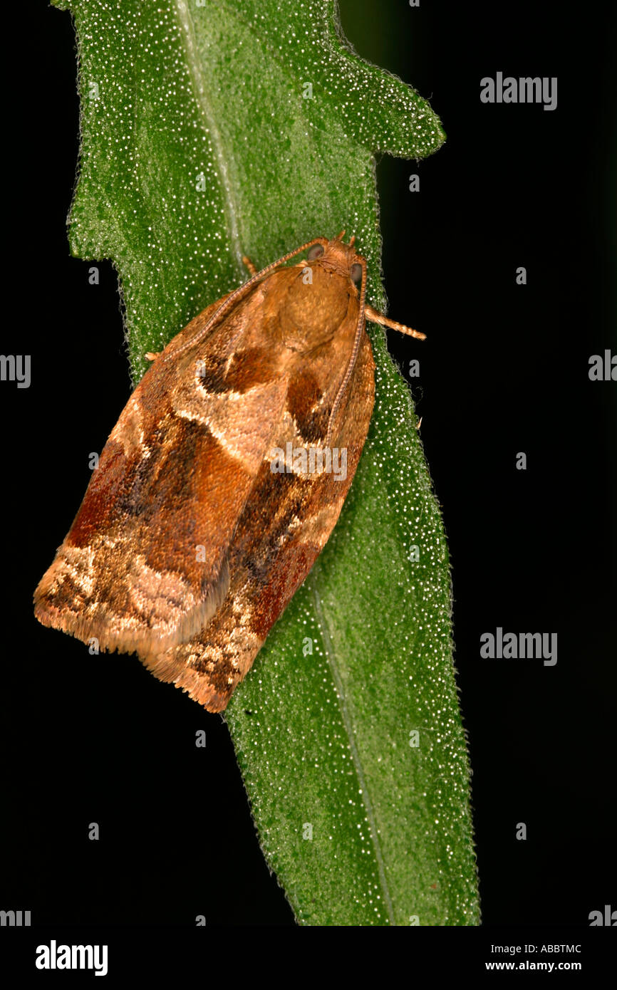 Erannis hi-res stock photography and images - Alamy