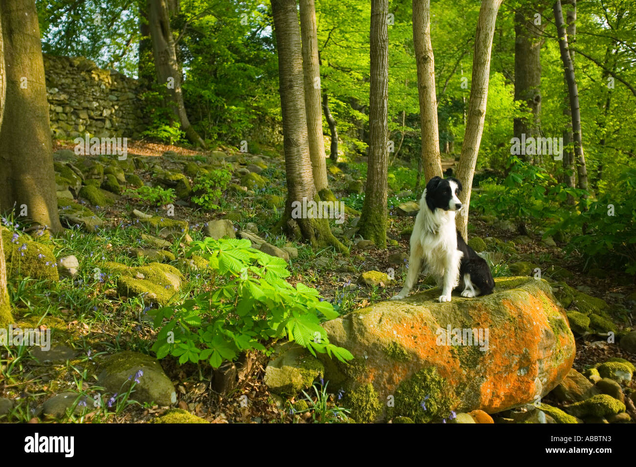 a Border Collie dog sitting on a rock in spring woodland on the shores ...