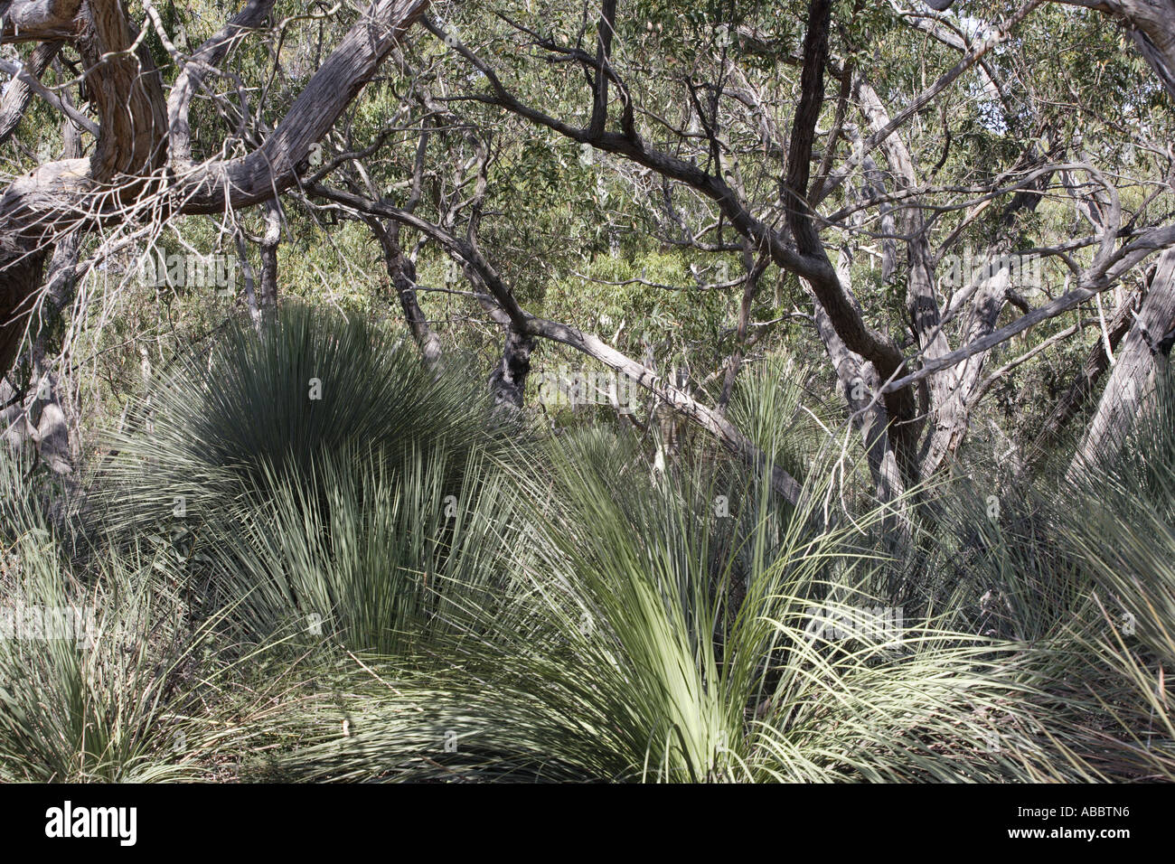 Fan Palms and Eucalyptus Tree in Kangaroo Island, Australia Stock Photo ...