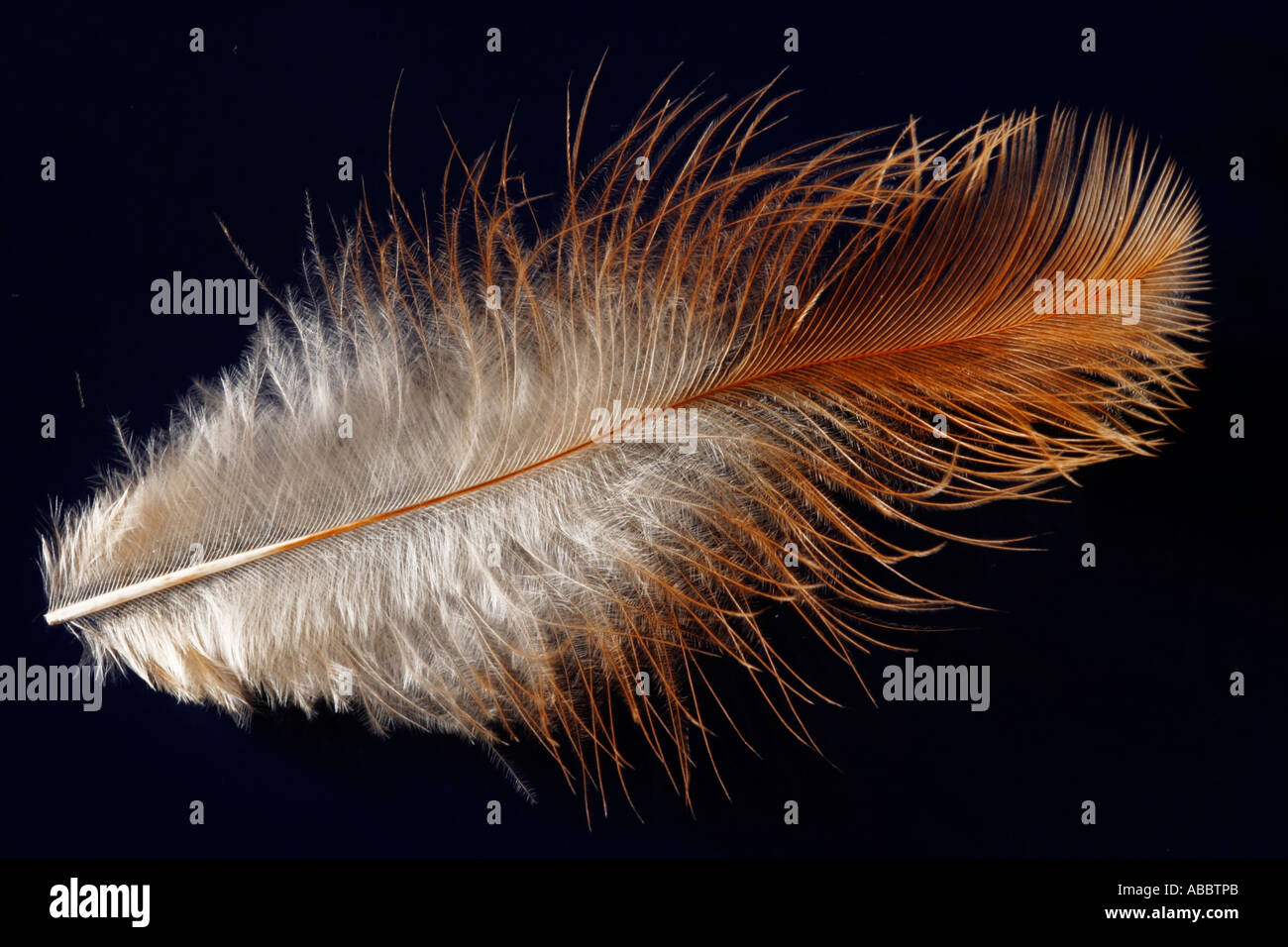 Feather/spring of a chicken Stock Photo - Alamy