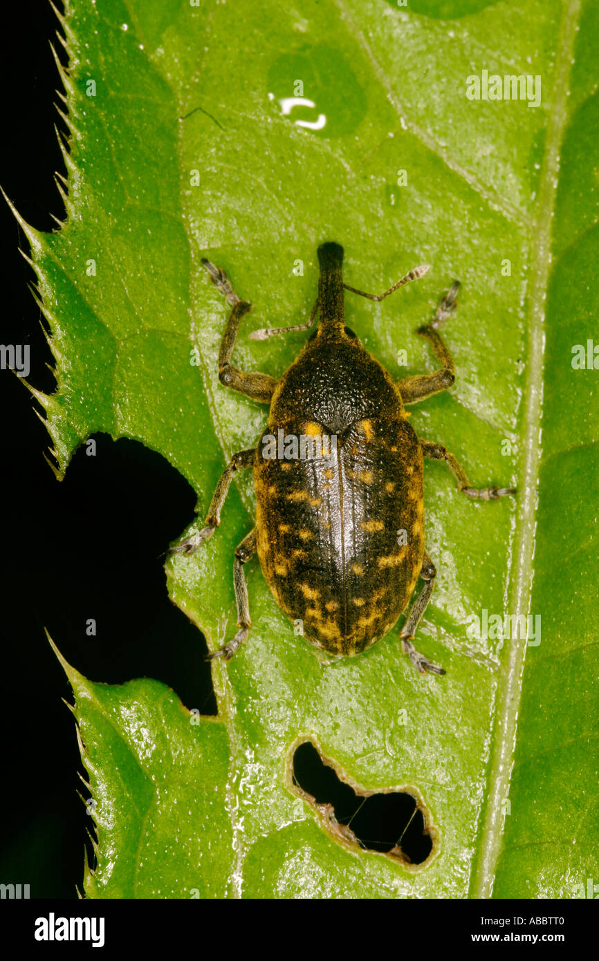 Abietis hi-res stock photography and images - Alamy