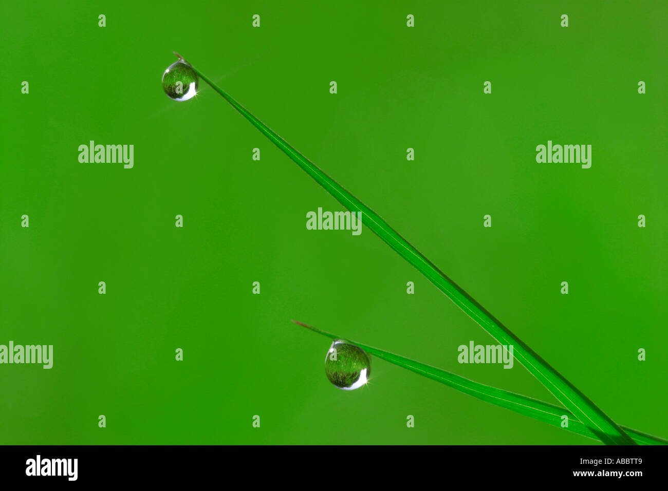 Waterdrops on back hi-res stock photography and images - Alamy