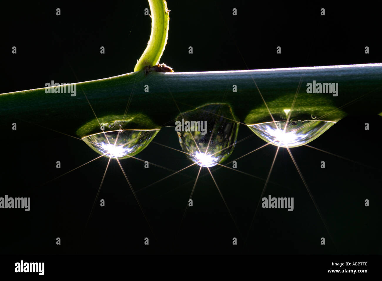 Water drop on a branch Stock Photo - Alamy