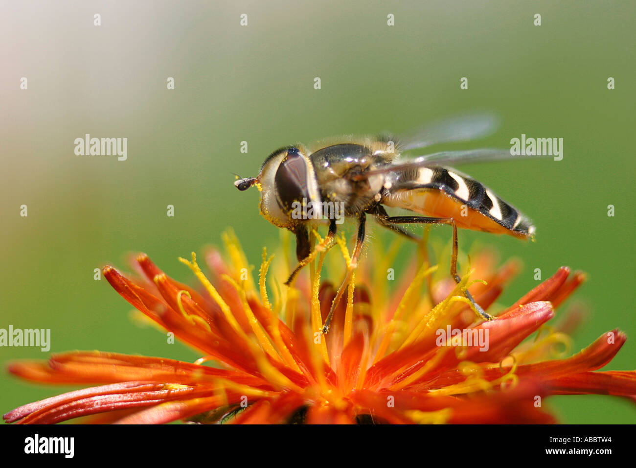 Scaeva hi-res stock photography and images - Alamy