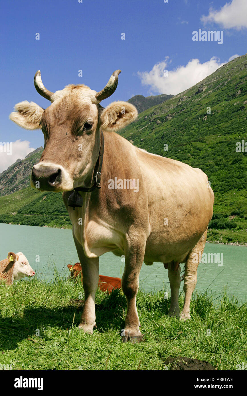 Cow on a pasture Stock Photo - Alamy