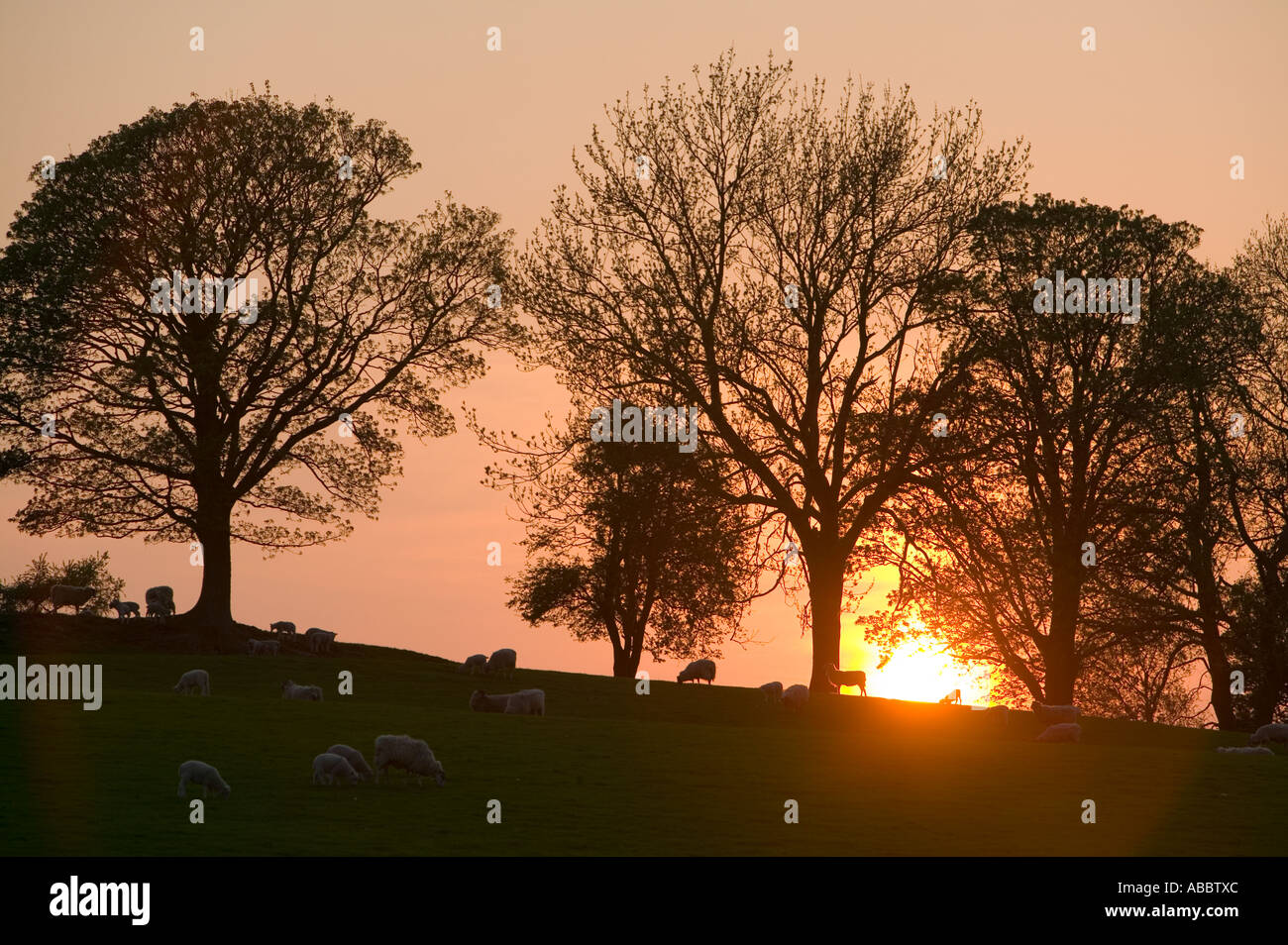 Sheep sun set hi-res stock photography and images - Alamy