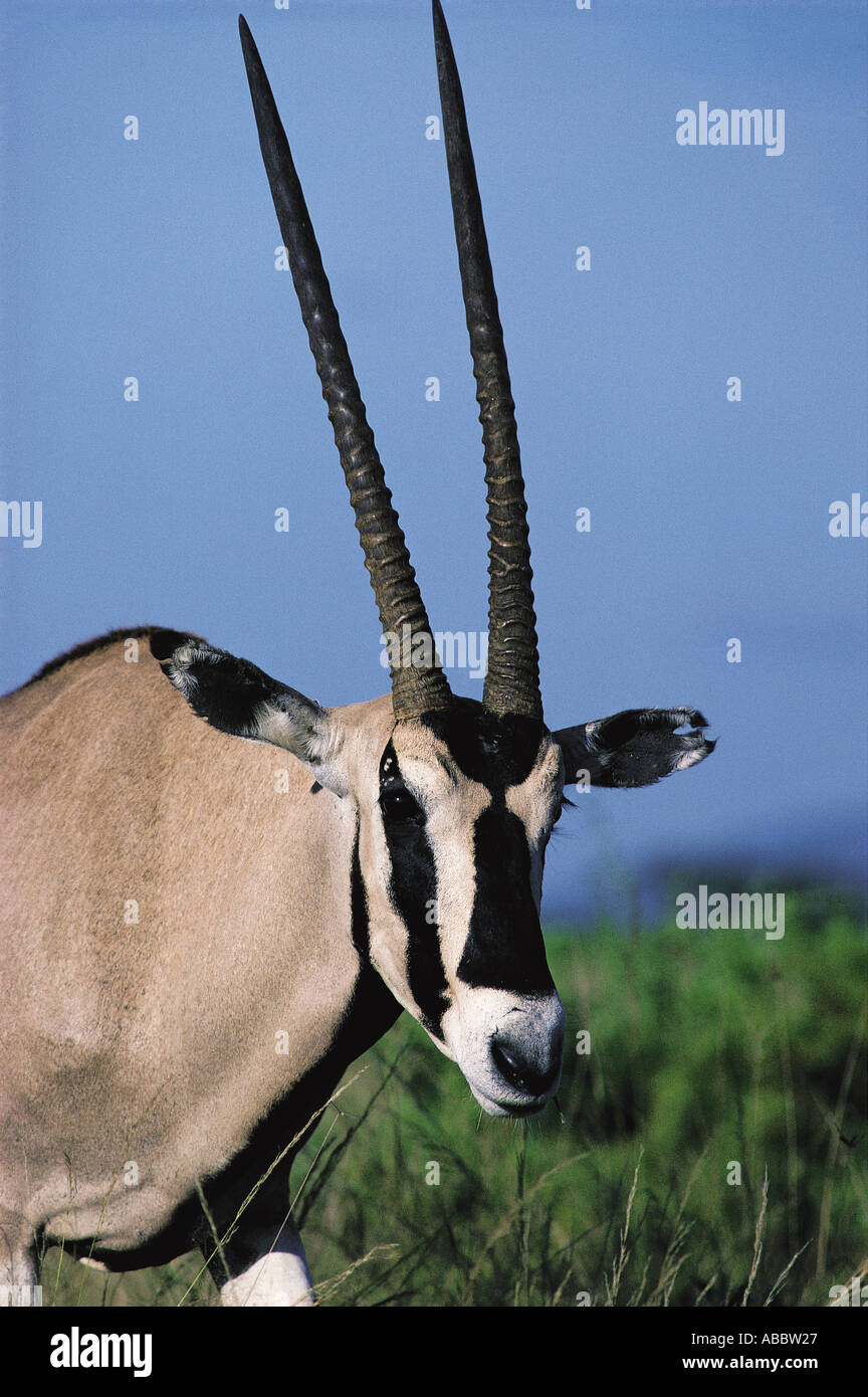 Mask like markings hi-res stock photography and images - Alamy