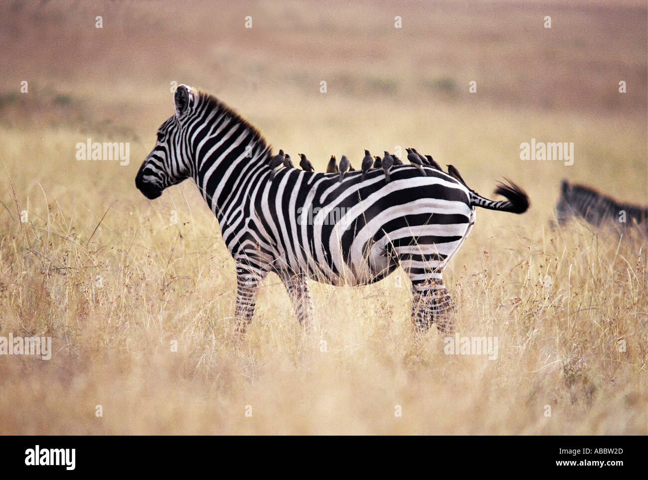 Common Zebra with 14 Yellow billed Oxpeckers Masai Mara National ...