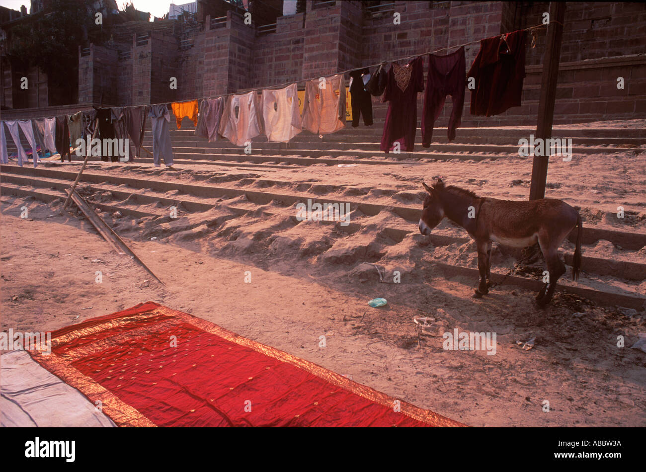 Standing donkey hi-res stock photography and images - Alamy