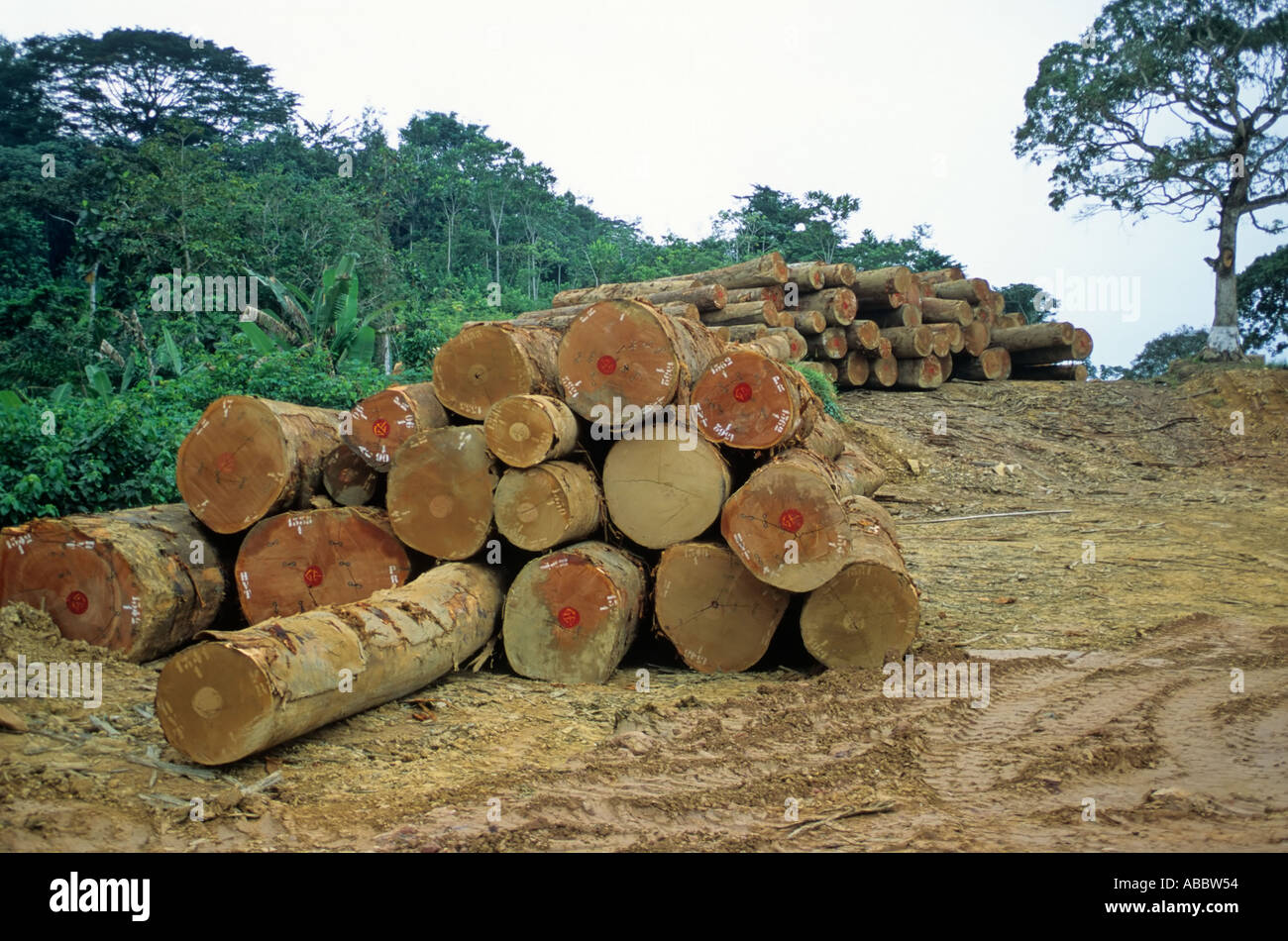 Logging the rainforest, Gabon Stock Photo - Alamy
