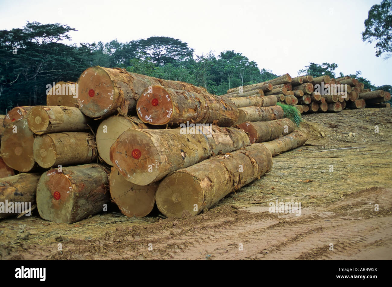 Logging Rainforest High Resolution Stock Photography and Images - Alamy