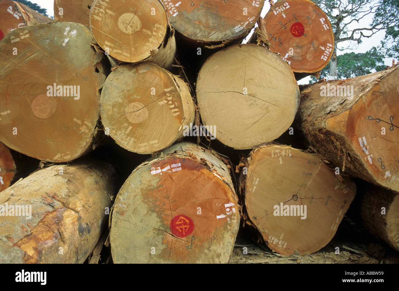 Logging the rainforest, Gabon Stock Photo - Alamy