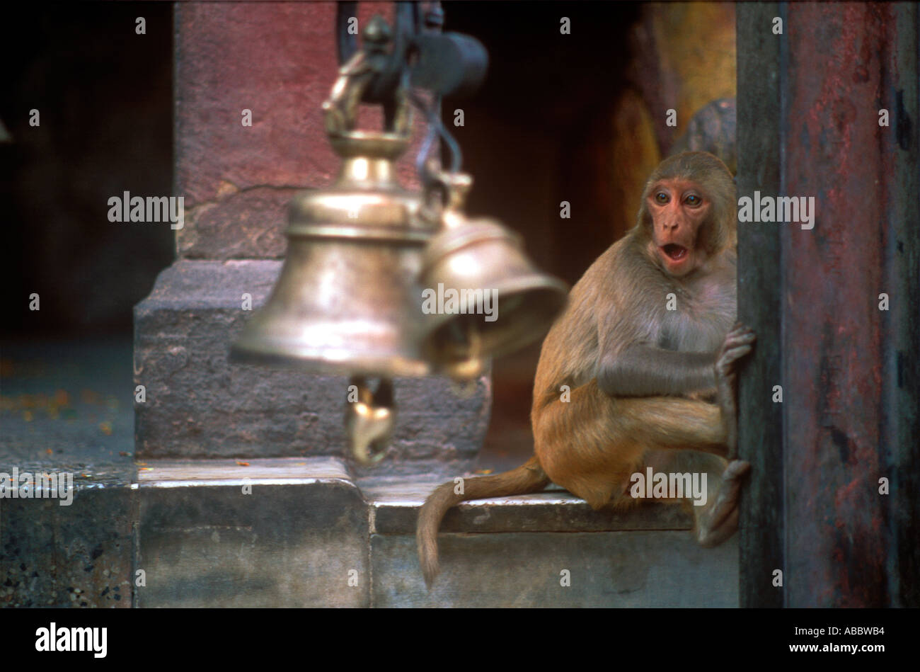 Monkey in temple near bells oldest indian city hi-res stock photography ...