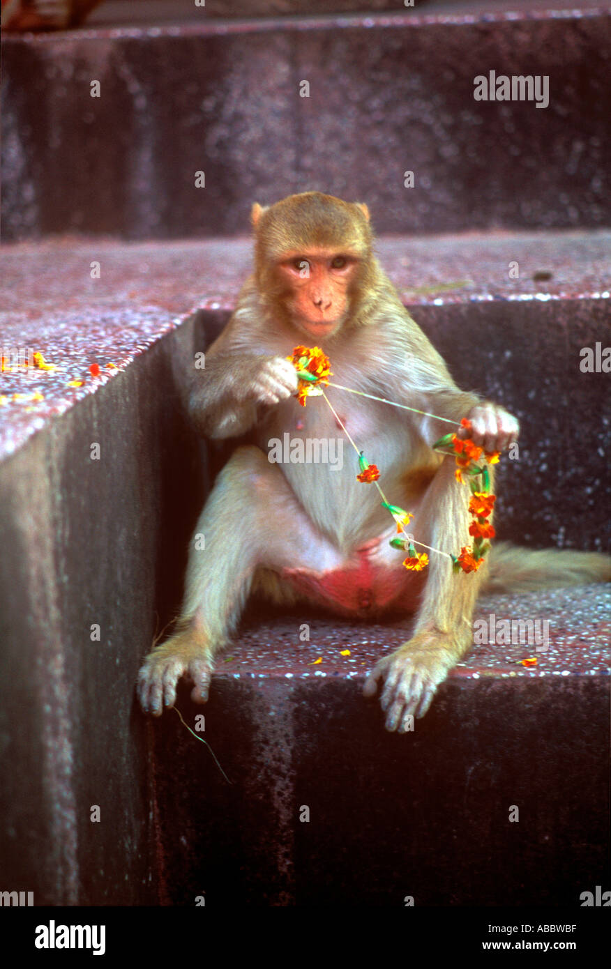 CMP70372 Monkey eating in temple of the oldest Indian city of India ...