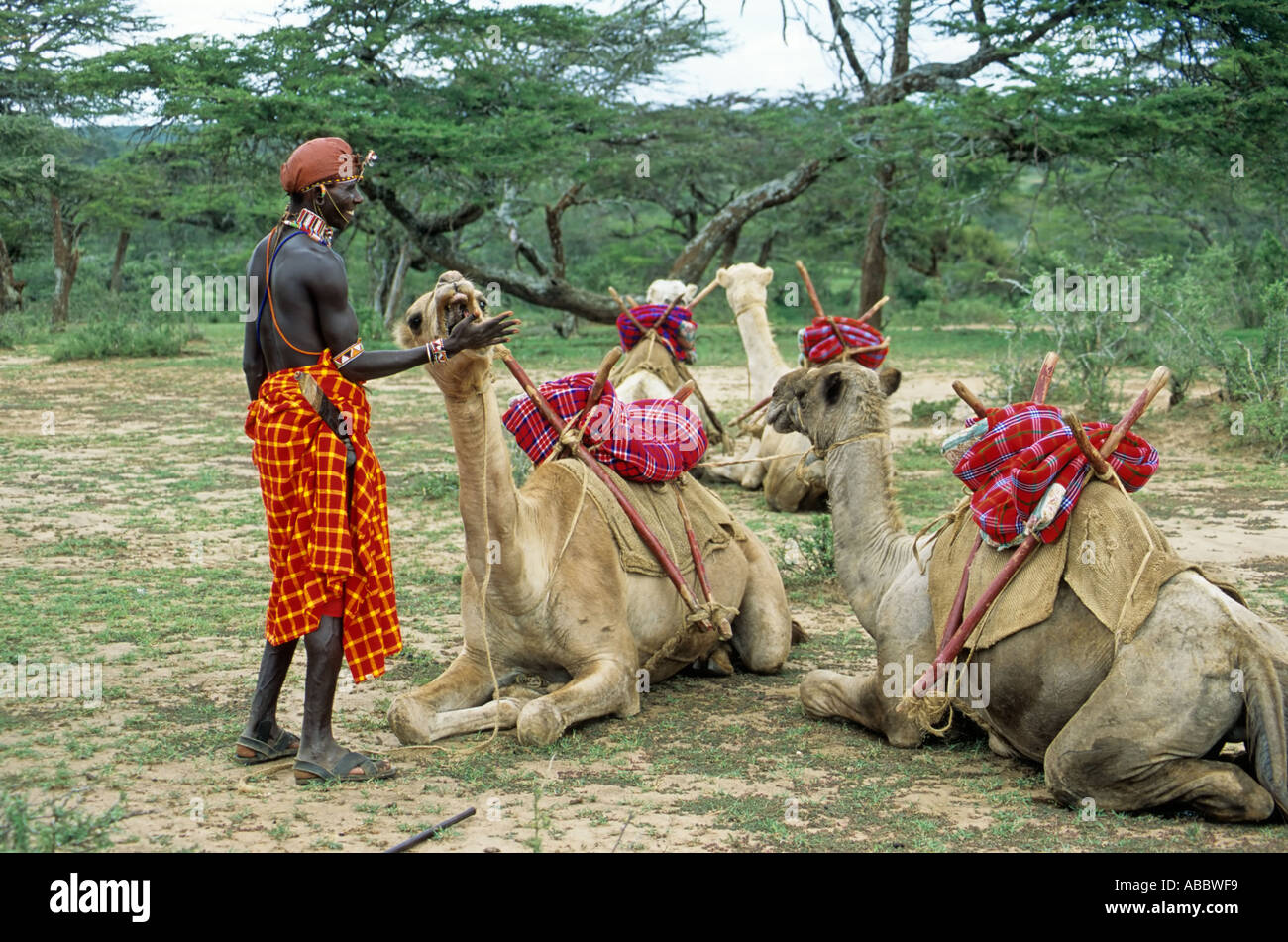 Maralal camel hi-res stock photography and images - Alamy