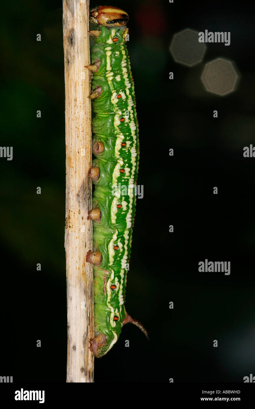Pine Hawk-moth (Hyloicus pinastri Stock Photo - Alamy