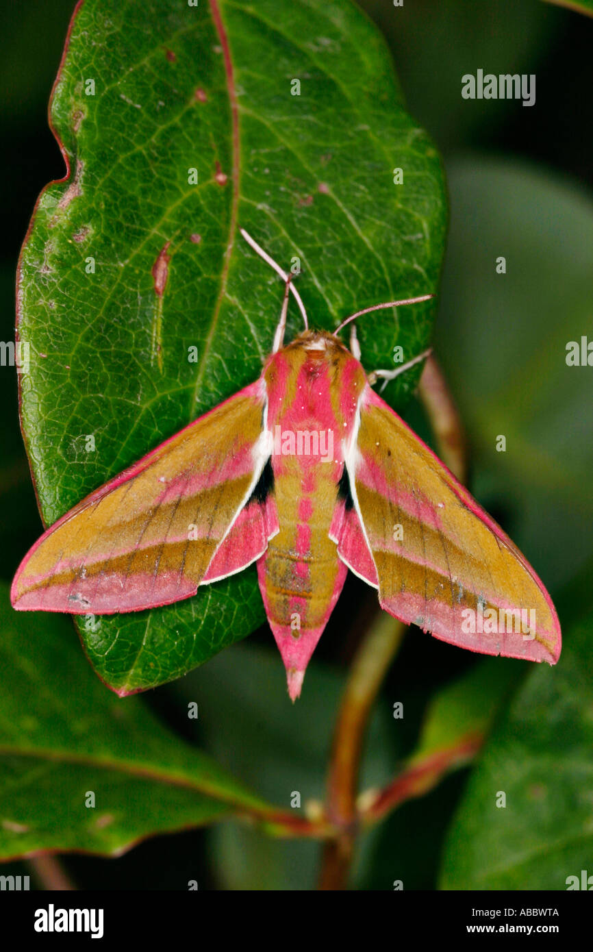 Elepenor hi-res stock photography and images - Alamy