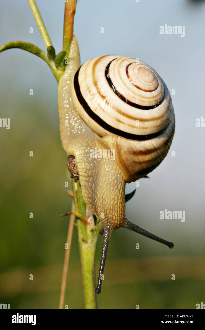 Cepaea cepaea nemoralis hi-res stock photography and images - Alamy