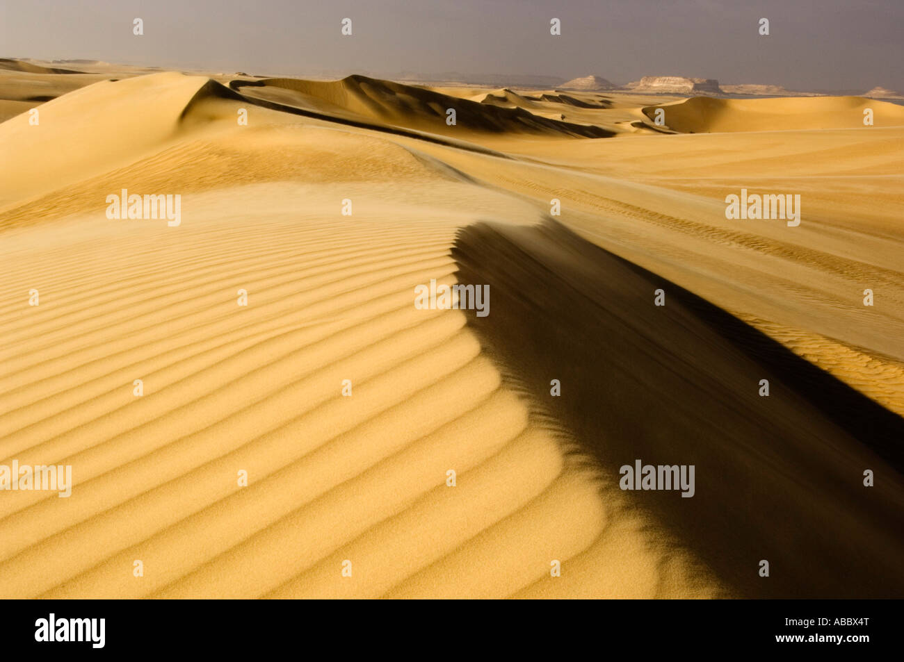 dune, the Great Sand Sea, Western desert near Siwa oasis, Egypt Stock ...