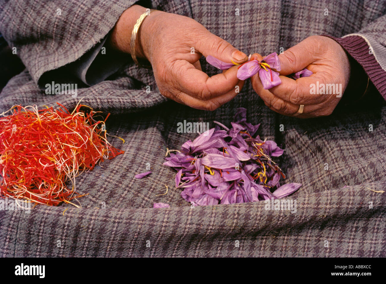 Plucking saffron High Resolution Stock Photography and Images - Alamy
