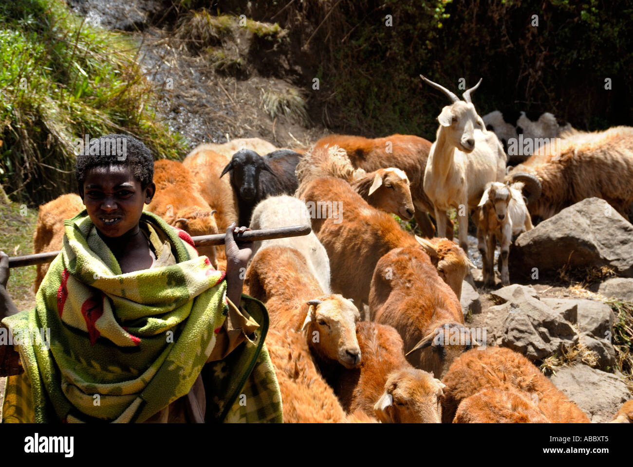 Young shepherd with a herd of goats in the Semien Mountains Ethiopia ...
